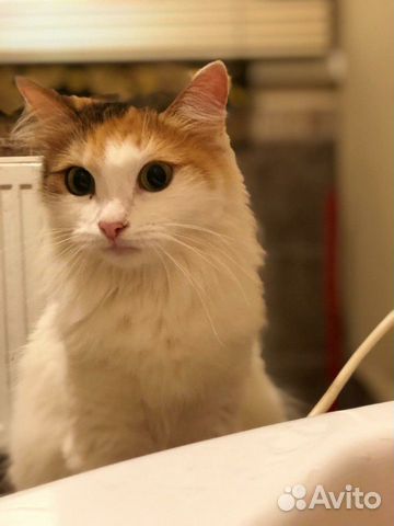 Кошка