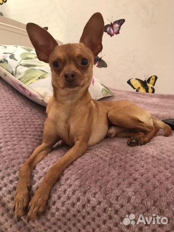 Той-терьер (вязка)