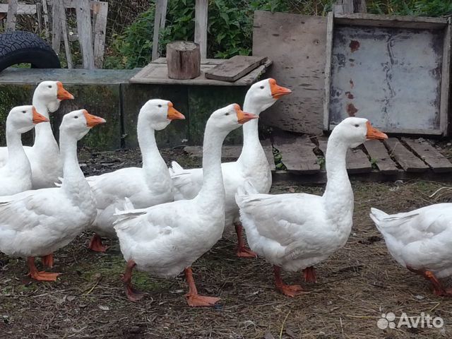 Племенные гуси Линда
