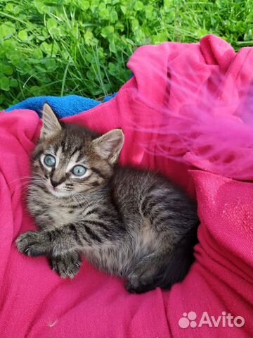 Котята шпротики тигрята 1 мес