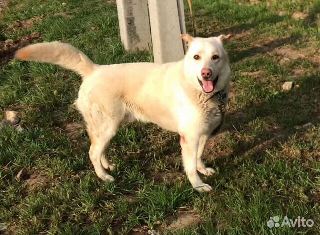 Белый добрый Мишка 2 года