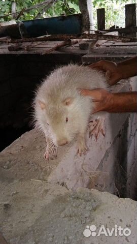 Продаю нутрий