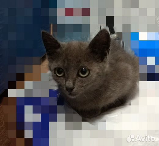 Отдам котёнка
