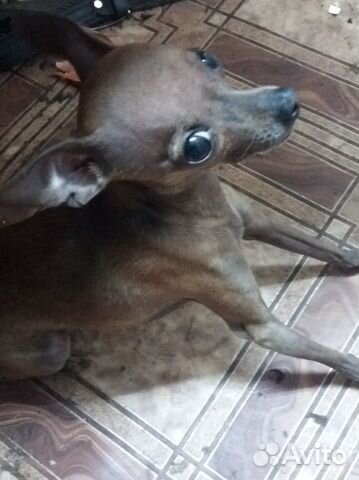 Продам чихуа