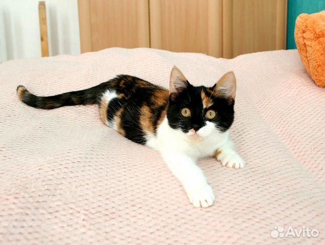 Котенок трехцветка