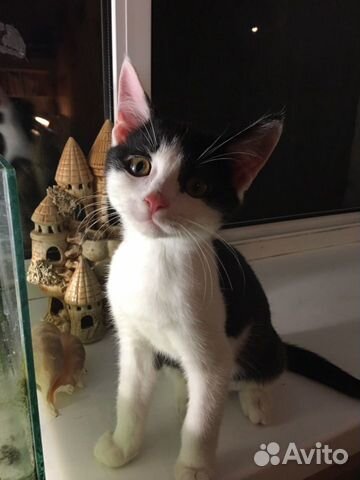 Котенок