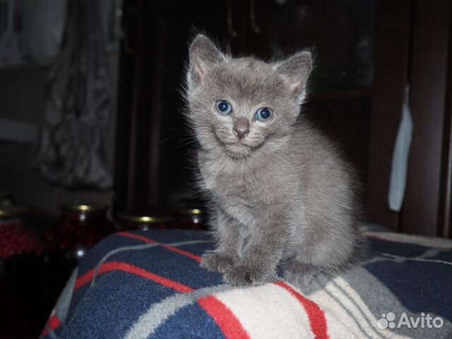 Русско голубые котята