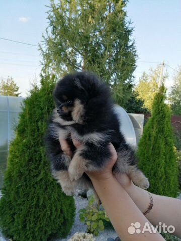 Лапочка девочка