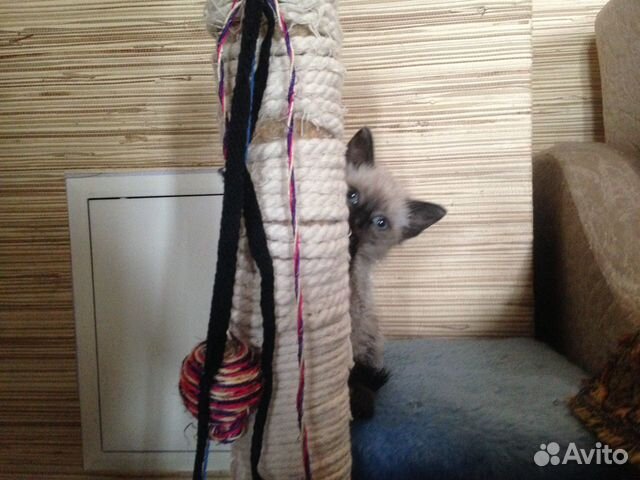 Сиамский малыш Котя