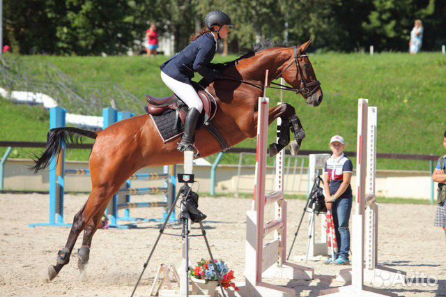 Тракененская Кобыла 7 лет,конкур, топ