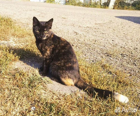 Отдам 3хцветного подростка очень необычного окраса