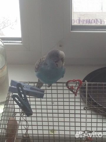 Потерялся волнистый попугай