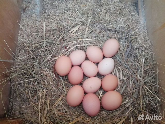 Куры несушки