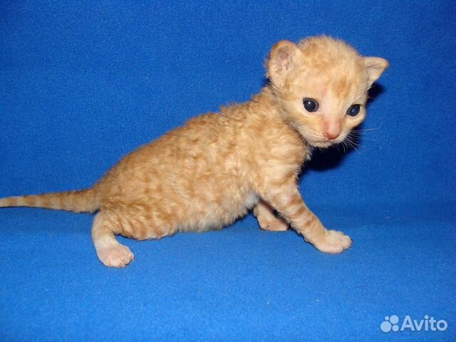 Красный кудрявый котик