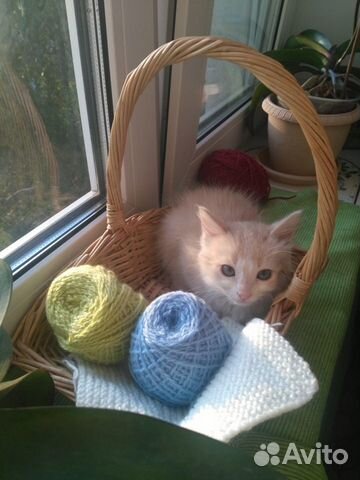 Котенок в добрые руки