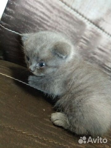 Британский котик ищет новый дом