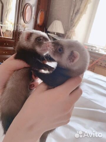 Хорьки
