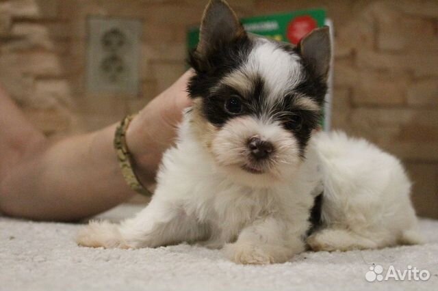 Сладенький мальчик бирушка