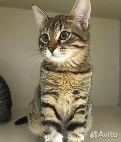 Маленькие котята ищут дом