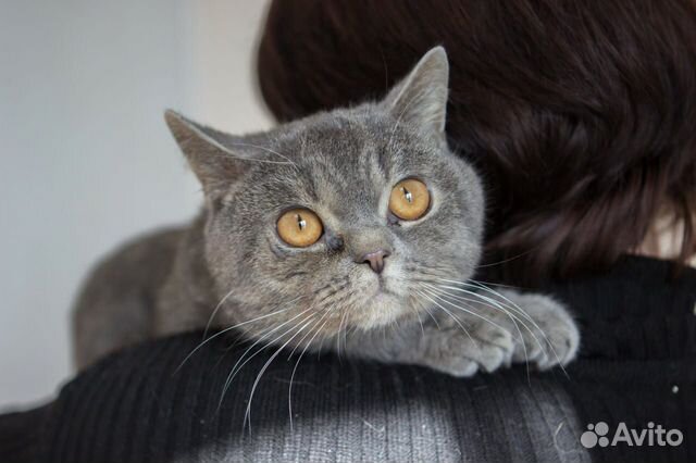 Кот британец. 5 месяцев