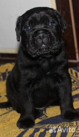 Шикарные чёрные щенки кане корсо