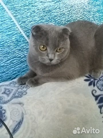 Шотландская