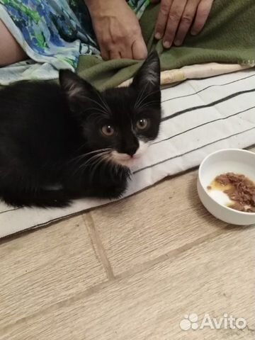 Ушастик котенок