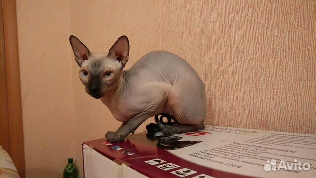 Кошка донской сфинкс