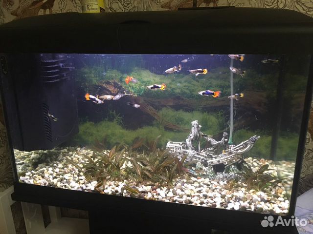 Аквариум ferplast 60 л