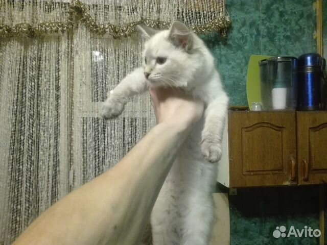 Котенок,метис сиамской,от ловчей мамы