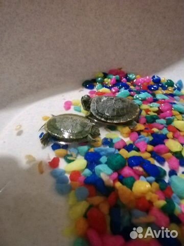 Красноухие черепахи