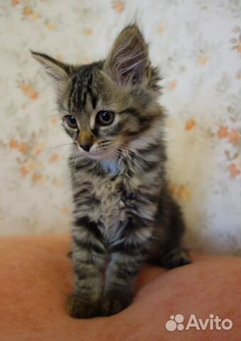 Котенок Пуся