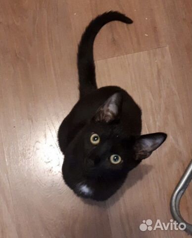 Котик подросток с очень красивой шерстью