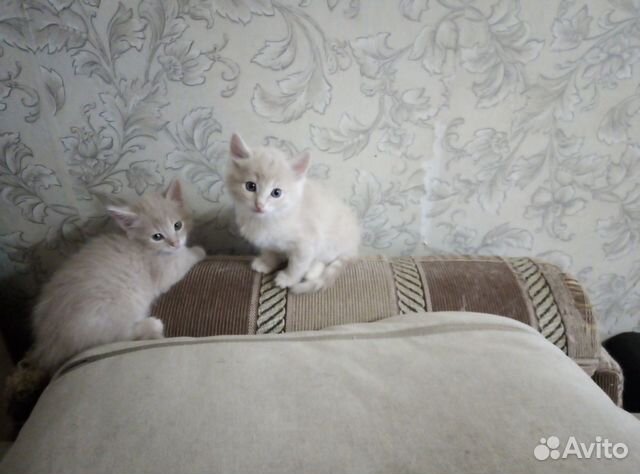 Забавные пушистики