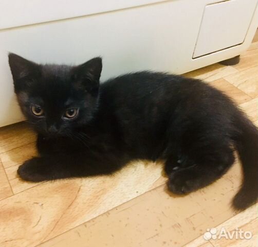 Котята