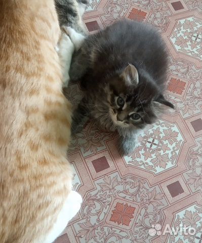 Отдам в добрые руки