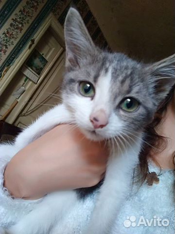 Котики, котейки, котэ ищут хозяев