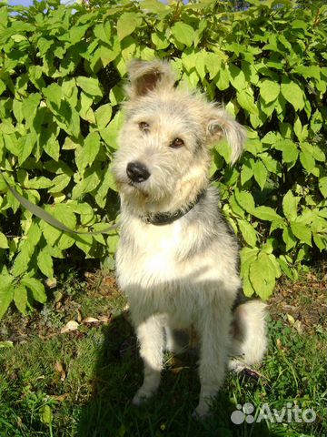 Собака в добрые руки