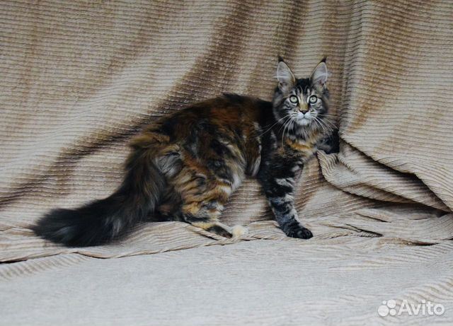 Кошечка Мейн кун 3,5 месяца