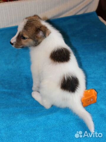 Бэлла в дар