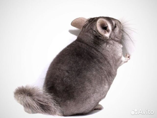 Шиншилла девочка окраса Бежевый Тауэра