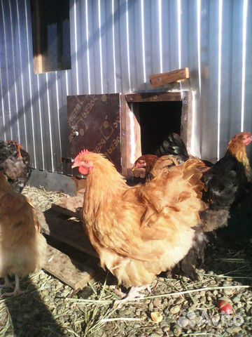 Петухи орпингтон палевый и брама