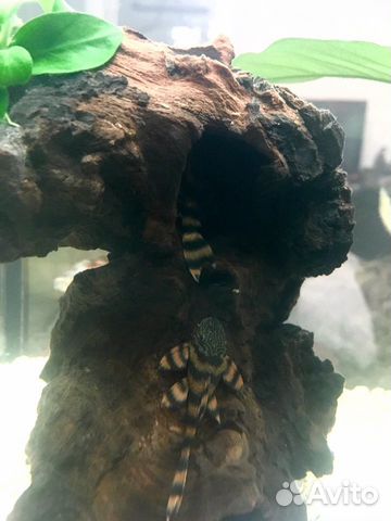 Сом L-397 (красная зебра)