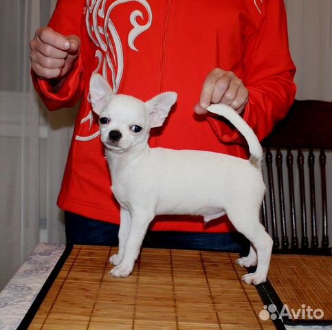 Чихуахуа большой выбор окрасов