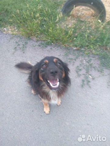 Ищет дом мелкий песик Купер