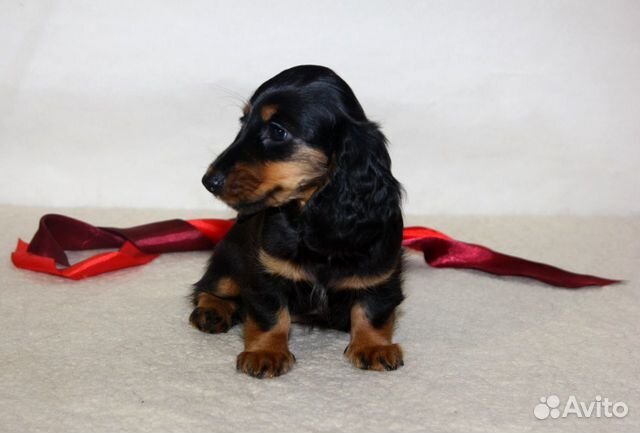 Мини\кроличья девочка Мишель