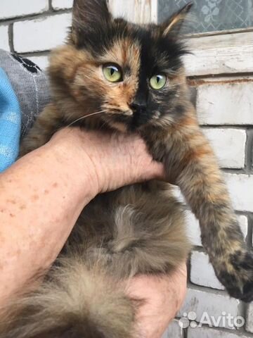 Отдам кошек в хорошие руки