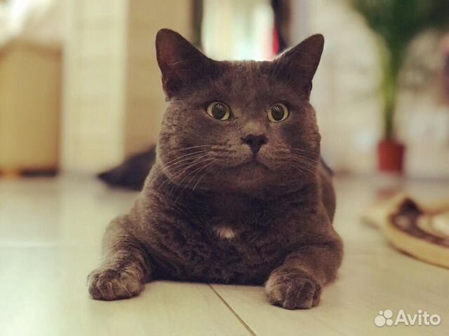 Отдадим британского кота