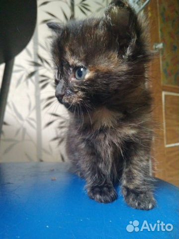 Невиномысск, кошечка, 2 месяца, лоток на отлично