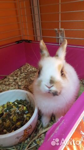 Карликовый крольченок